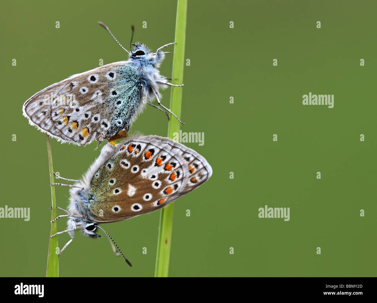 Two common blue butterflies Stock Photo - Alamy
