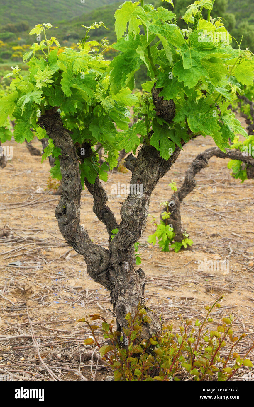 Grapeyoung hi-res stock photography and images - Alamy