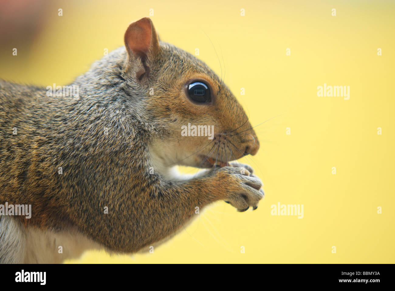 British Grey Squirrel, Sciurus Carolinensis, feeding. Plain background ...