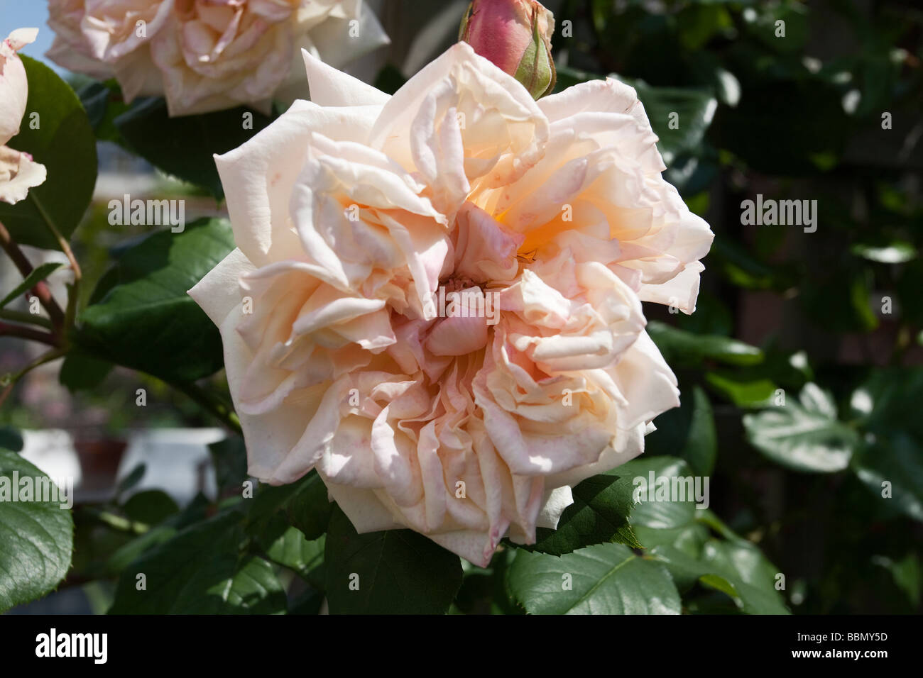 Rose Gloire de Dijon in full flower Stock Photo - Alamy