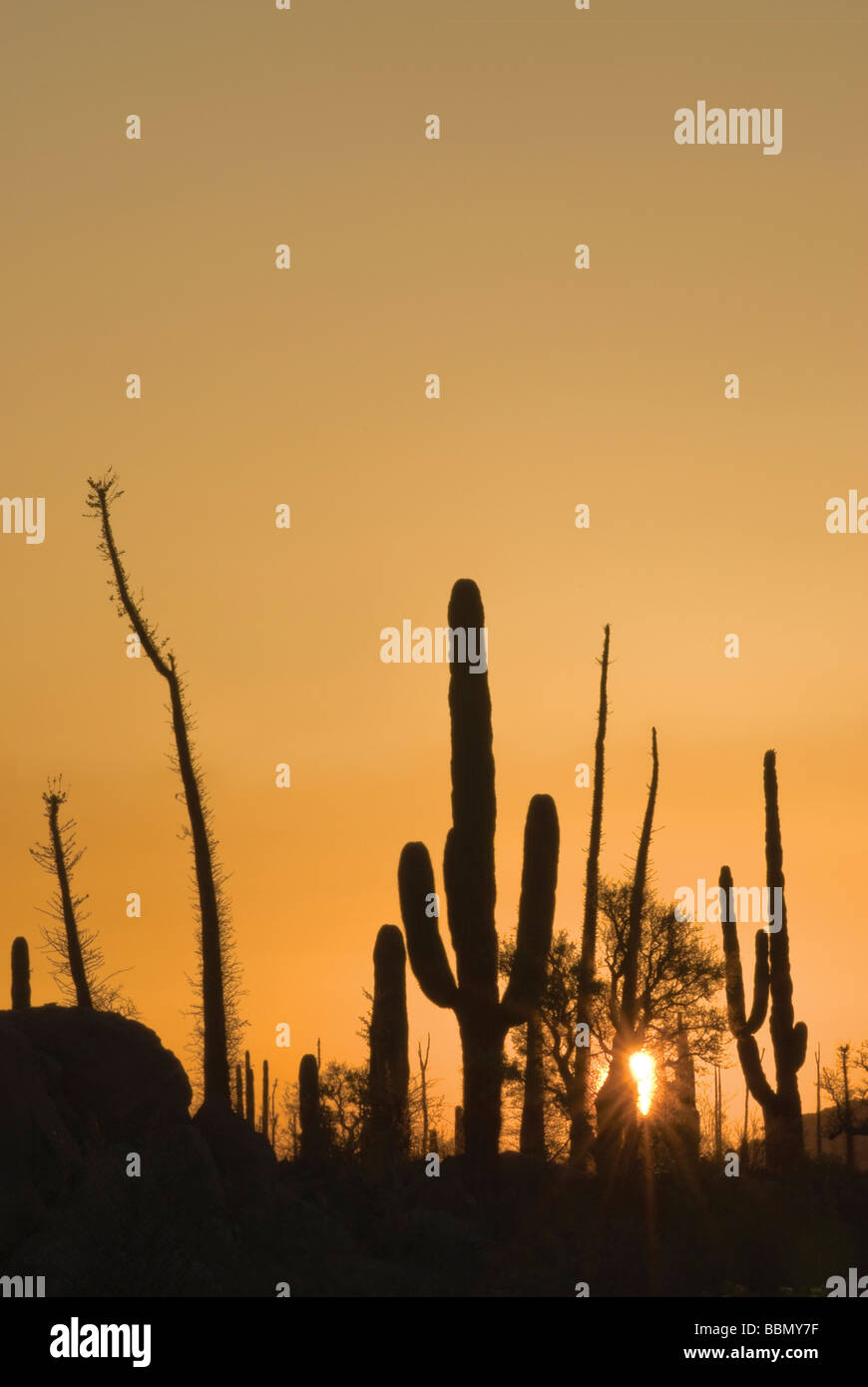 Cirio trees and cardon cacti at sunrise, Desierto Central near Catavina ...