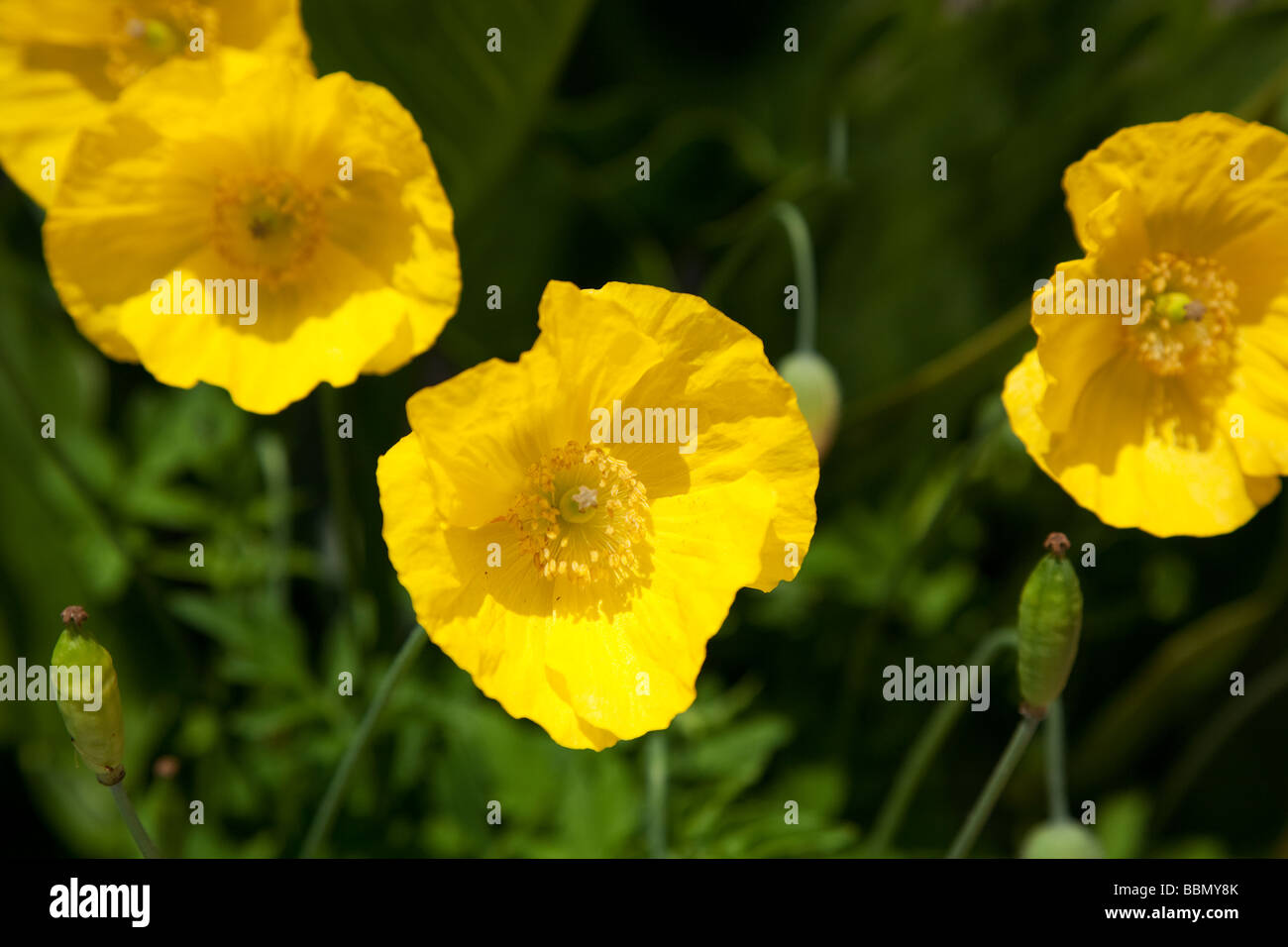 Welsh Poppy Meconopsis cambrica flowers Stock Photo - Alamy