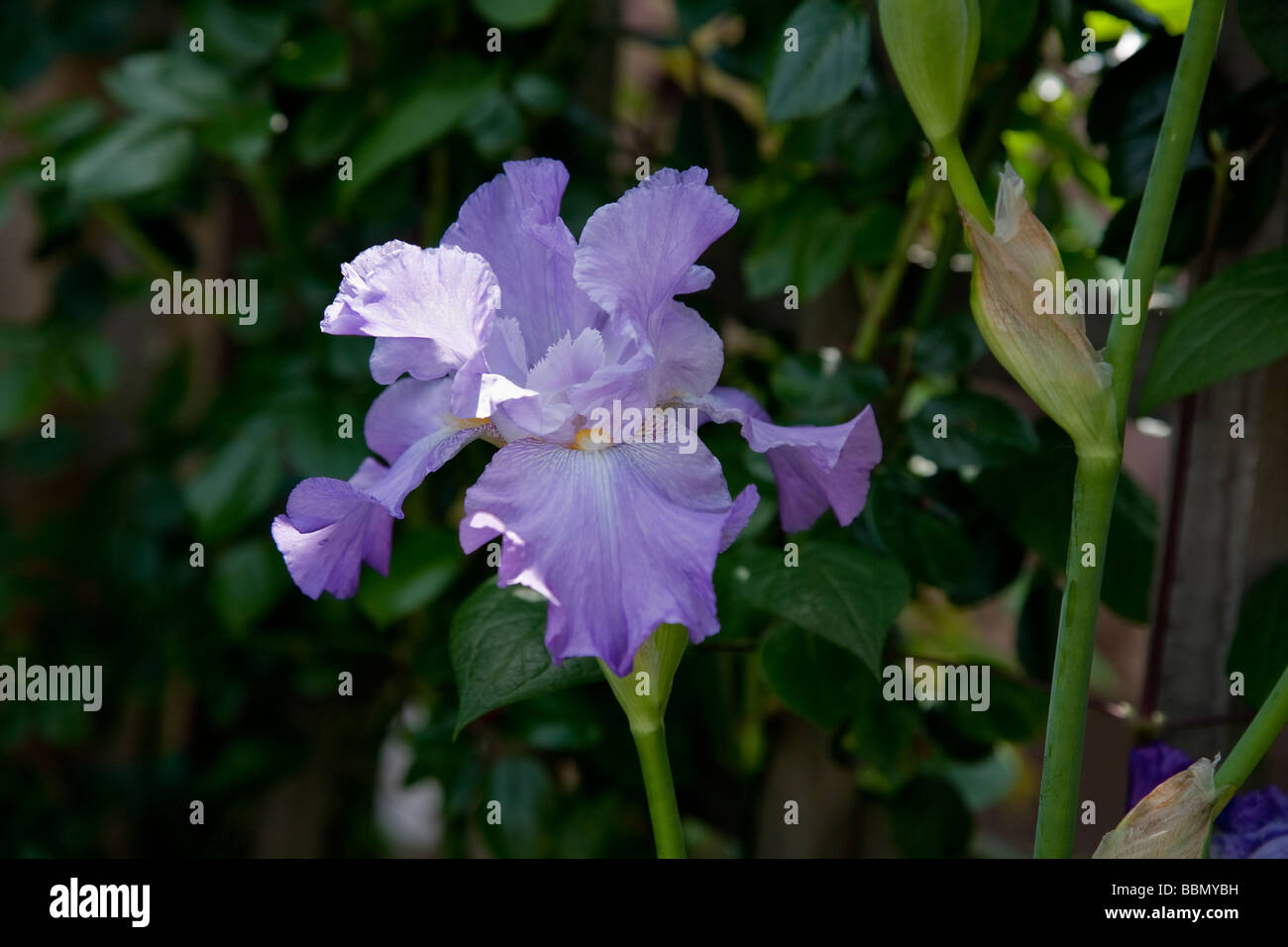 Iris Annabel-Jane flower Stock Photo - Alamy