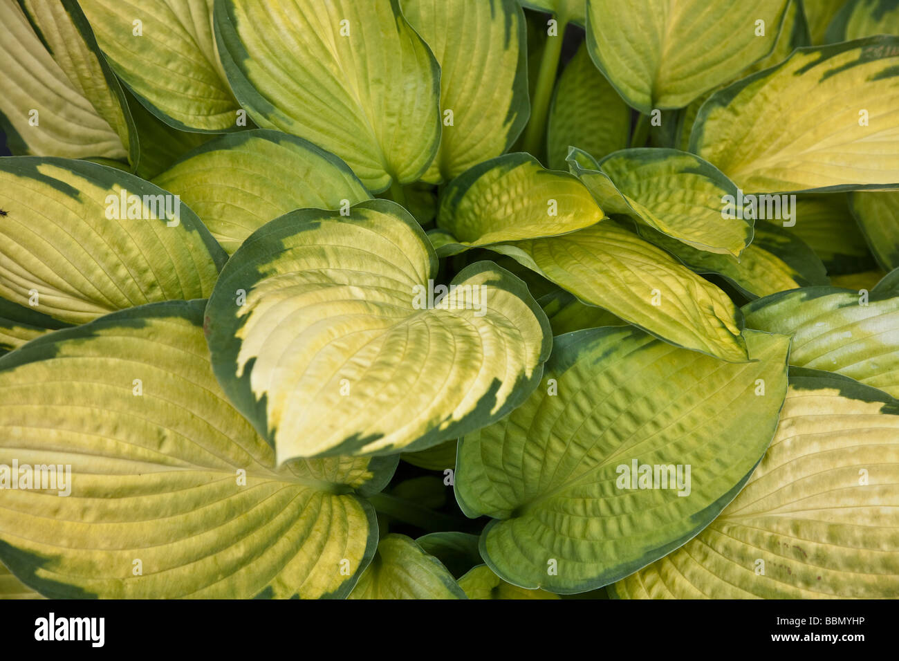 Hosta aurea hi-res stock photography and images - Alamy