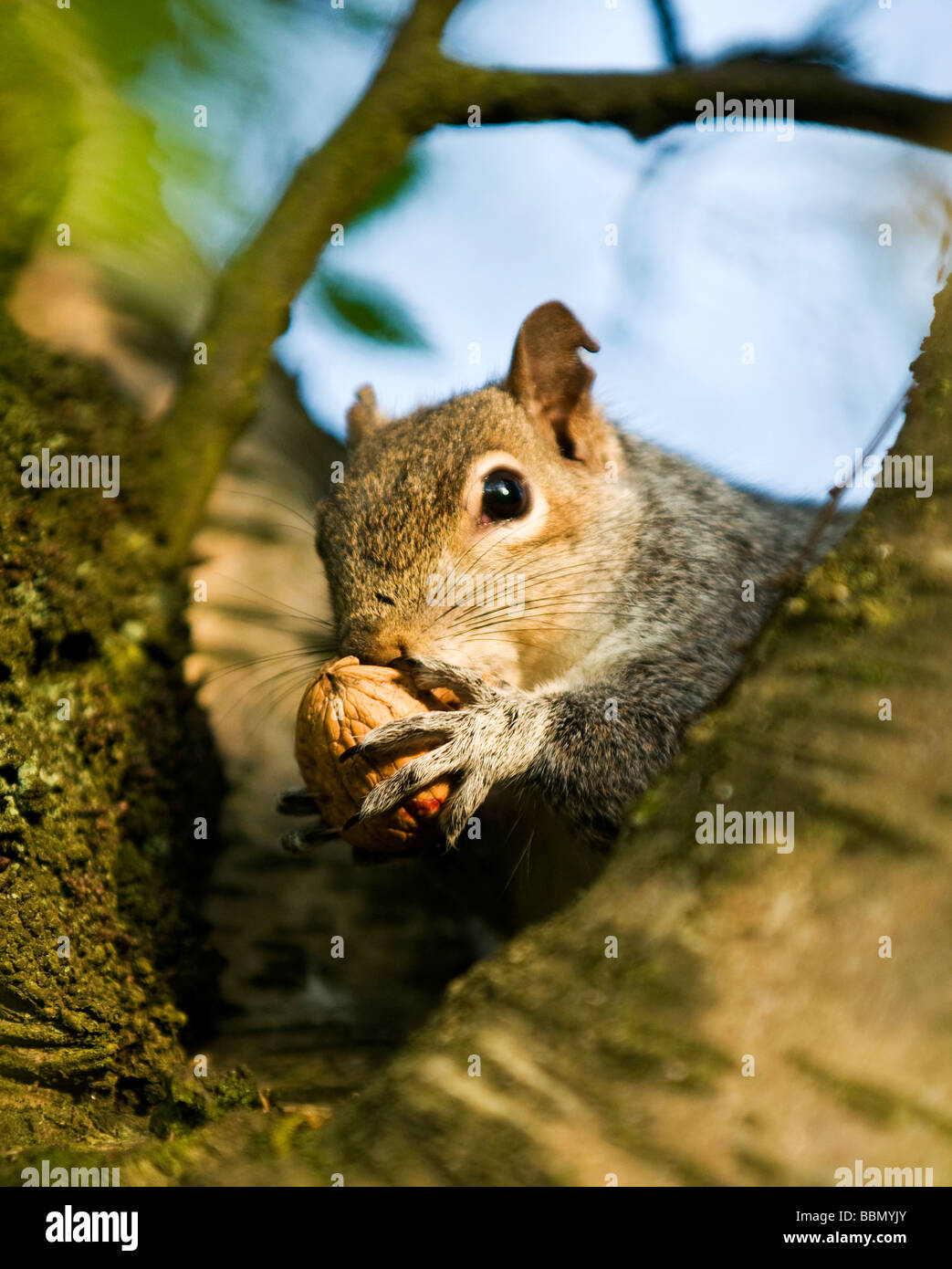 invasive gray squirrel munching on walnut on a tree Stock Photo - Alamy