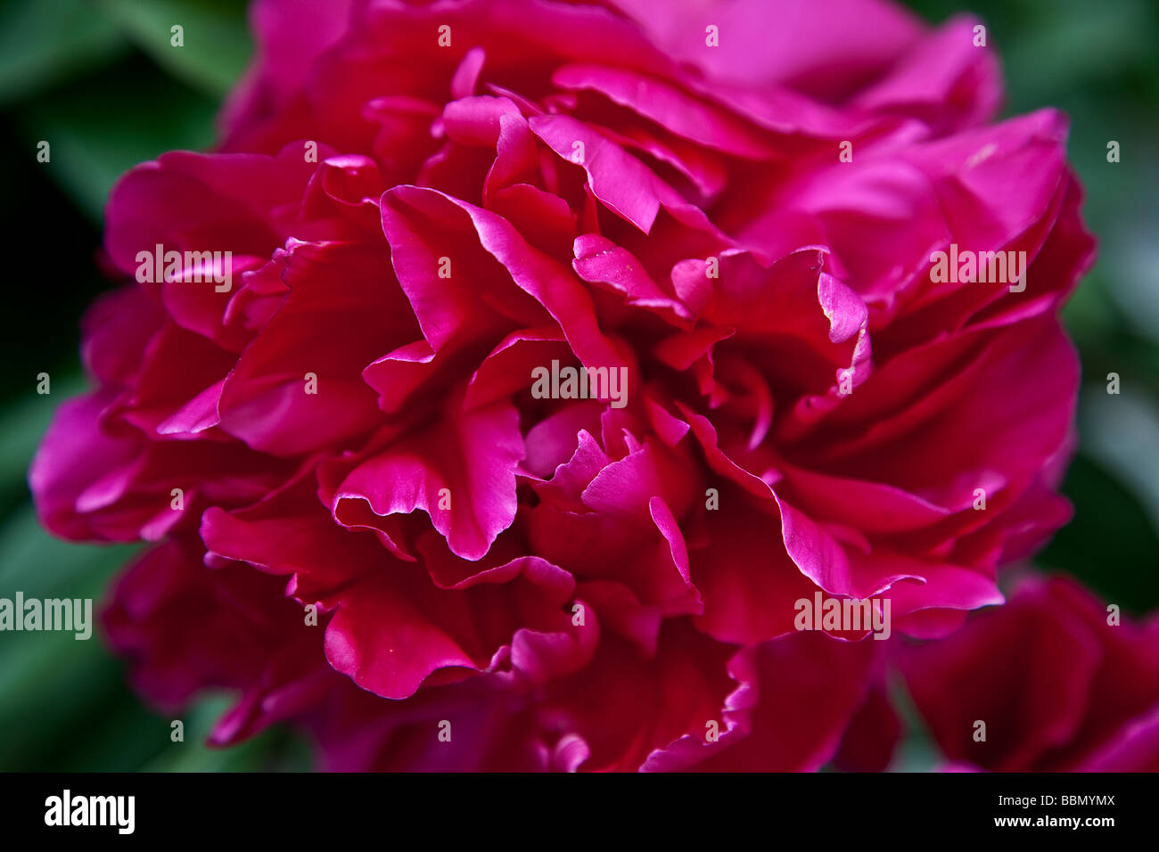 Paeony Majestic in full flower Stock Photo - Alamy