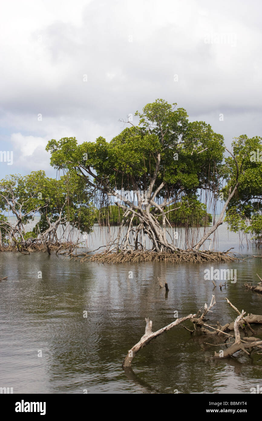 Mangrove channel hi-res stock photography and images - Alamy