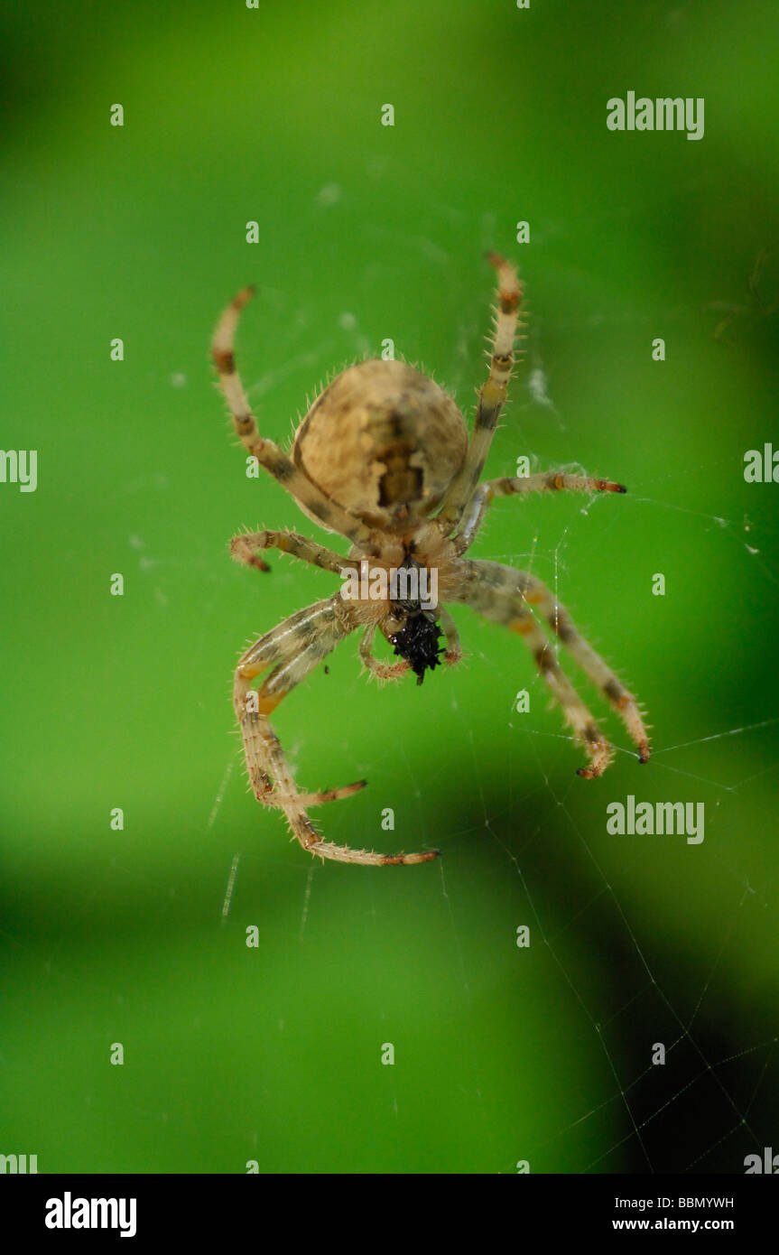 Spider zoom hi-res stock photography and images - Alamy