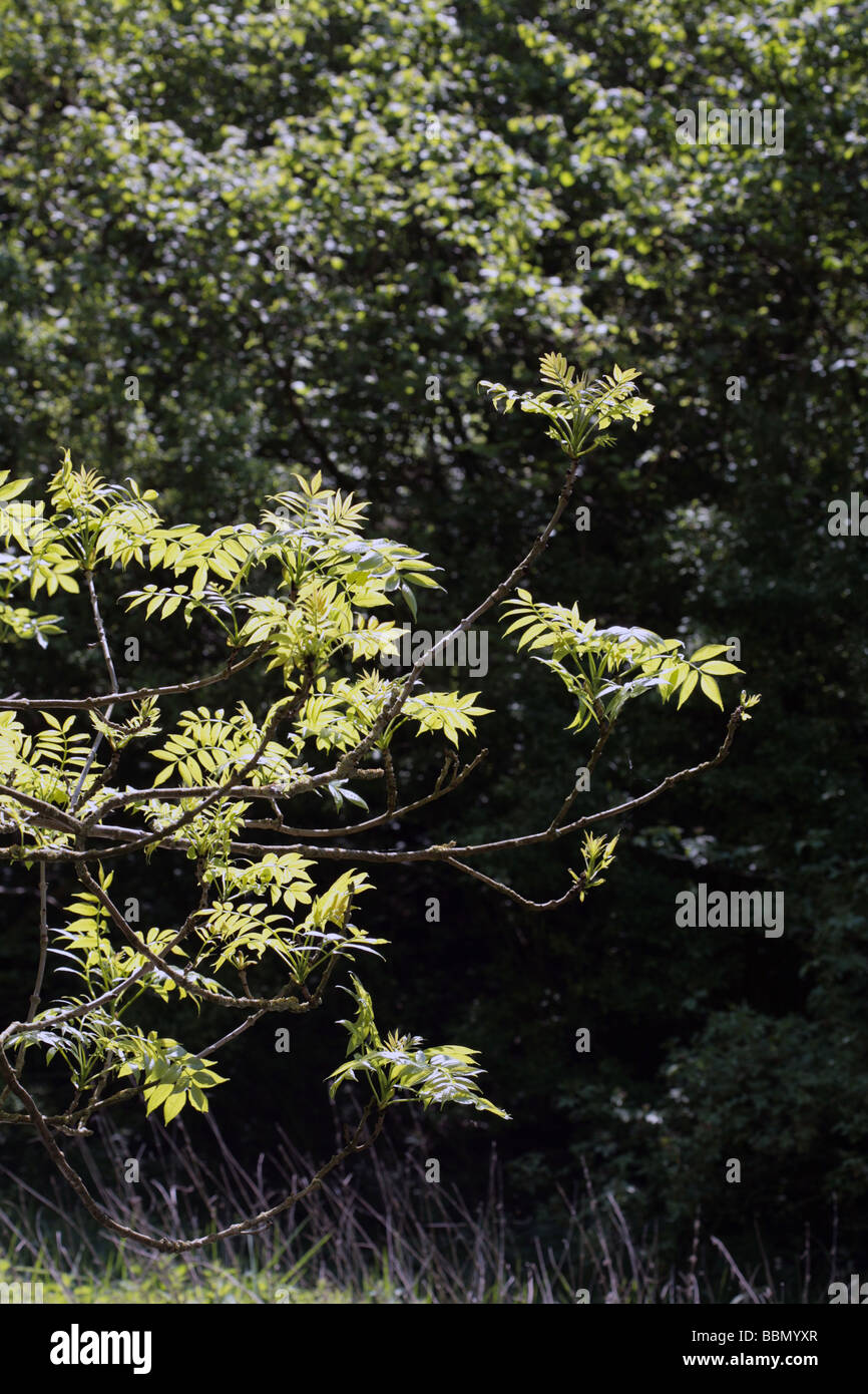 Lathkill dale ash tree hi-res stock photography and images - Alamy