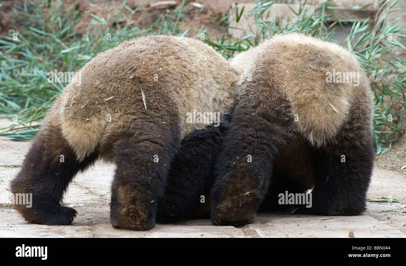 Panda drinking milk hi-res stock photography and images - Alamy