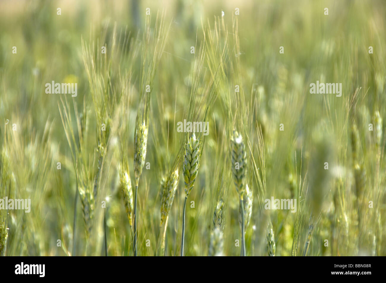Horizontal spikes hi-res stock photography and images - Alamy