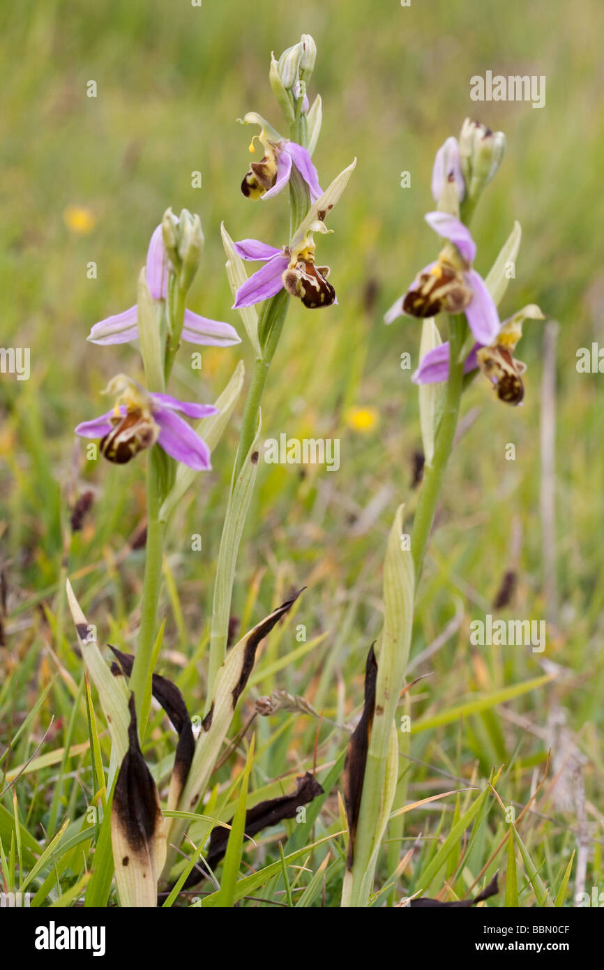 A group or Bee Orchids (Ophrys apifera) in flower Stock Photo - Alamy