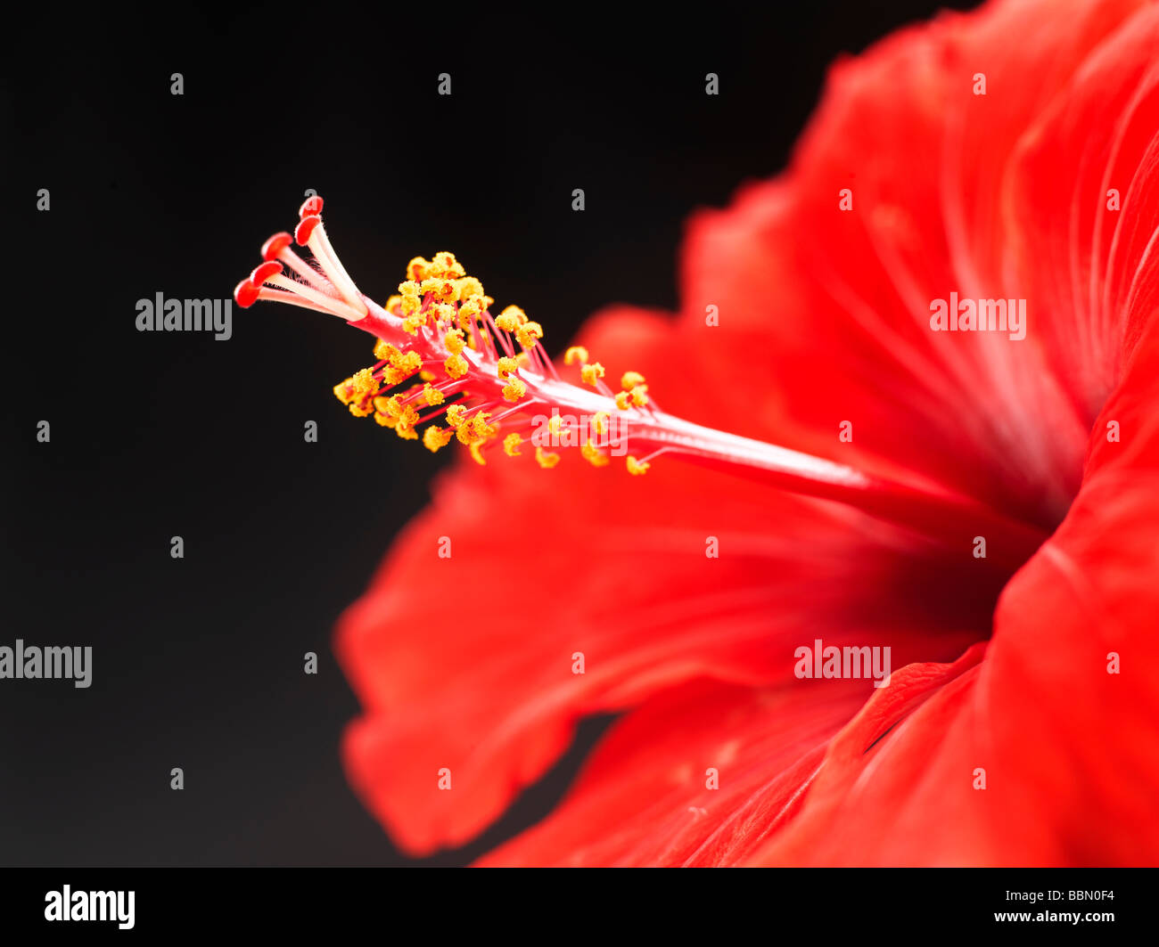 Hibiscus flower, Pistil, close-up Stock Photo - Alamy