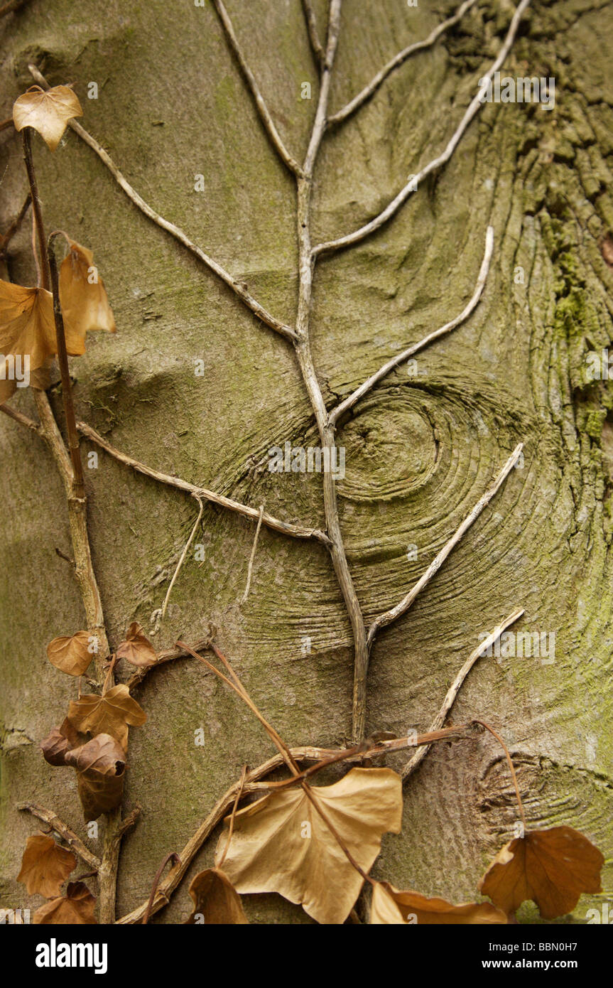 Spooky tree bark hi-res stock photography and images - Alamy