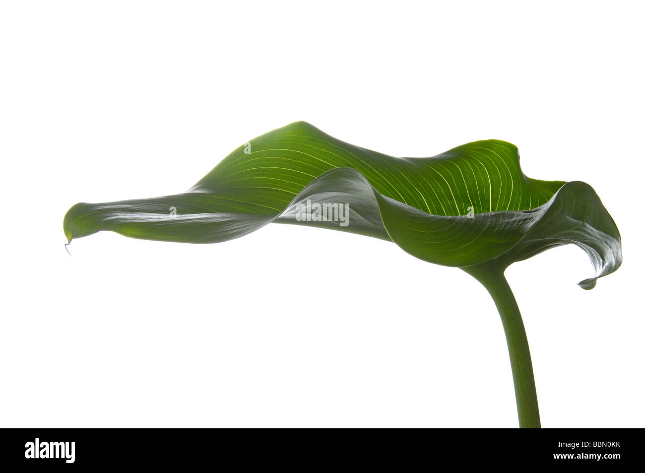 Calla green Cut Out Stock Images & Pictures - Alamy