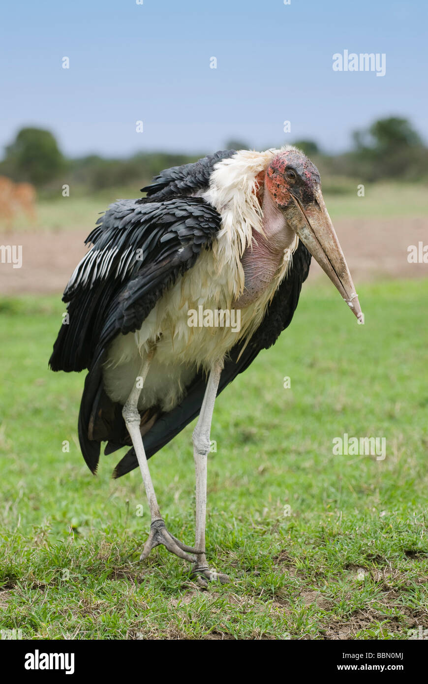 Marabou Stork Leptoptilos crumeniferus Laikipia Sweetwaters Privat ...