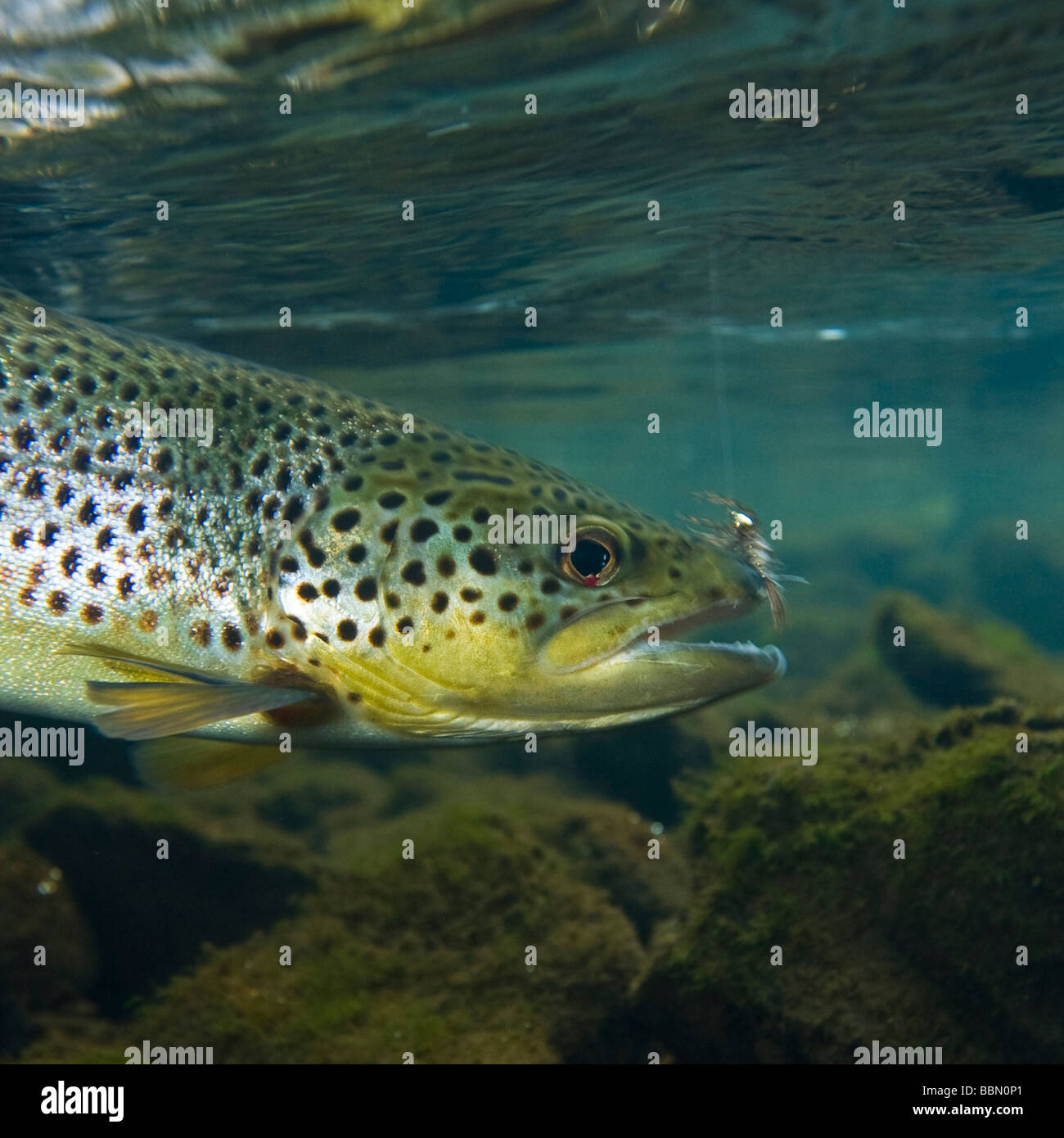 Brown Trout under water Stock Photo - Alamy