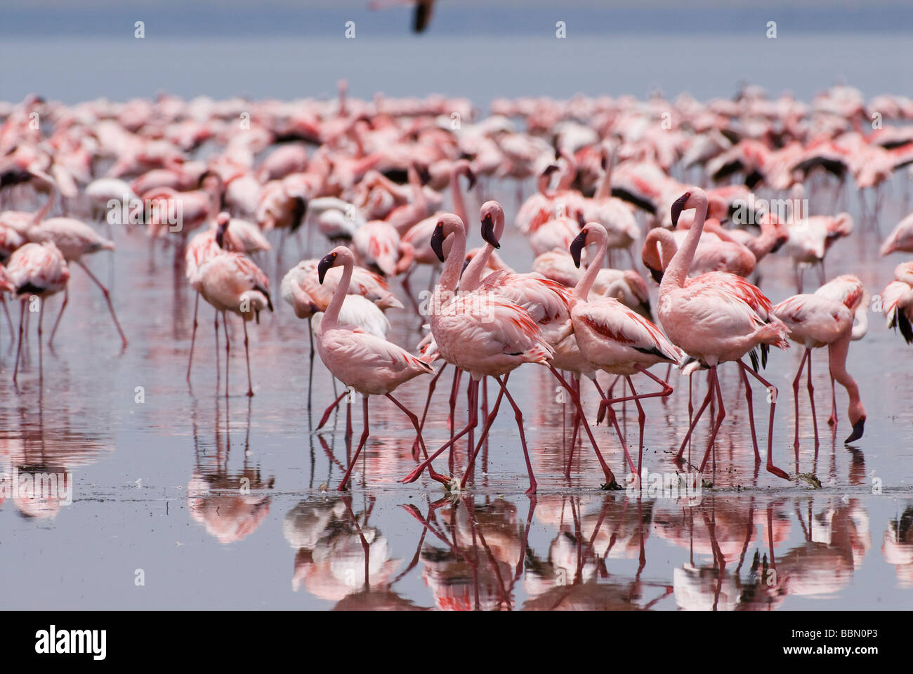 flamboyance of Lesser Flamingos Phoenicopterus minor NAKURU NATIONAL ...