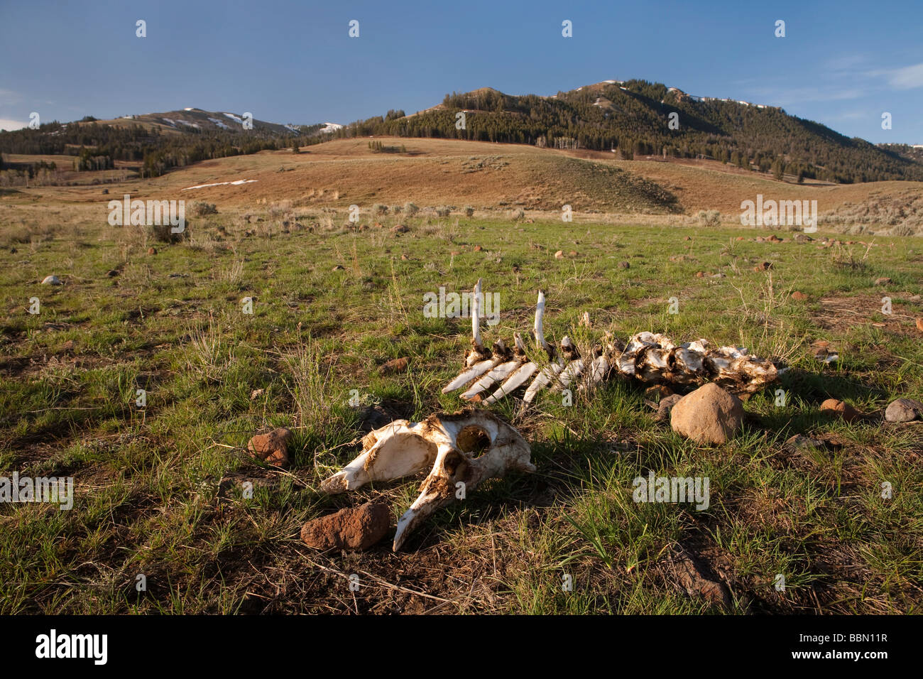 Bones of the dead hi-res stock photography and images - Alamy