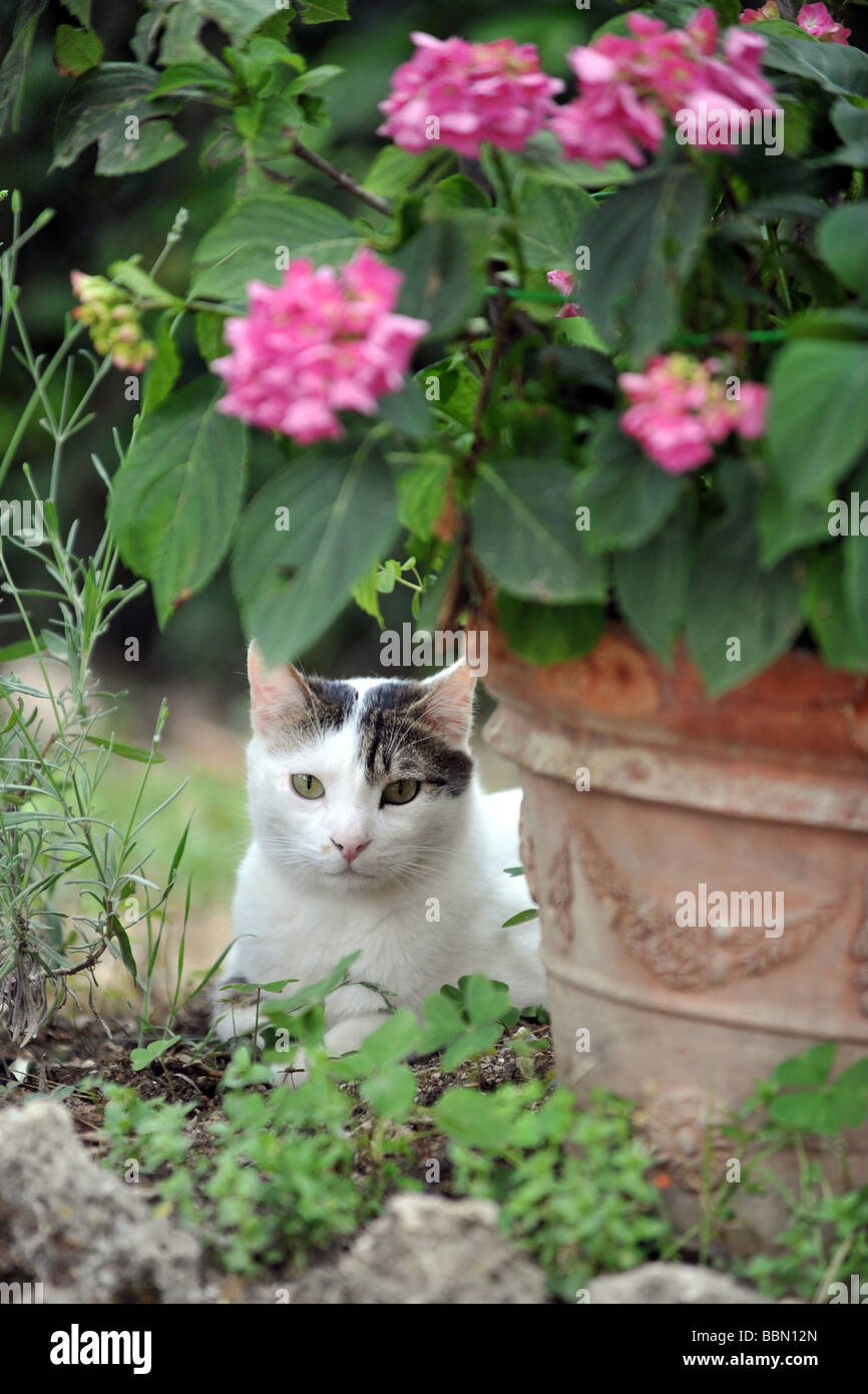 Cat flower garden hi-res stock photography and images - Alamy