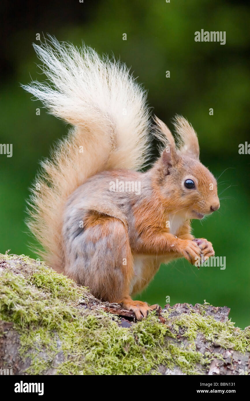 Red Squirrel - Sciurus vulgaris Stock Photo - Alamy