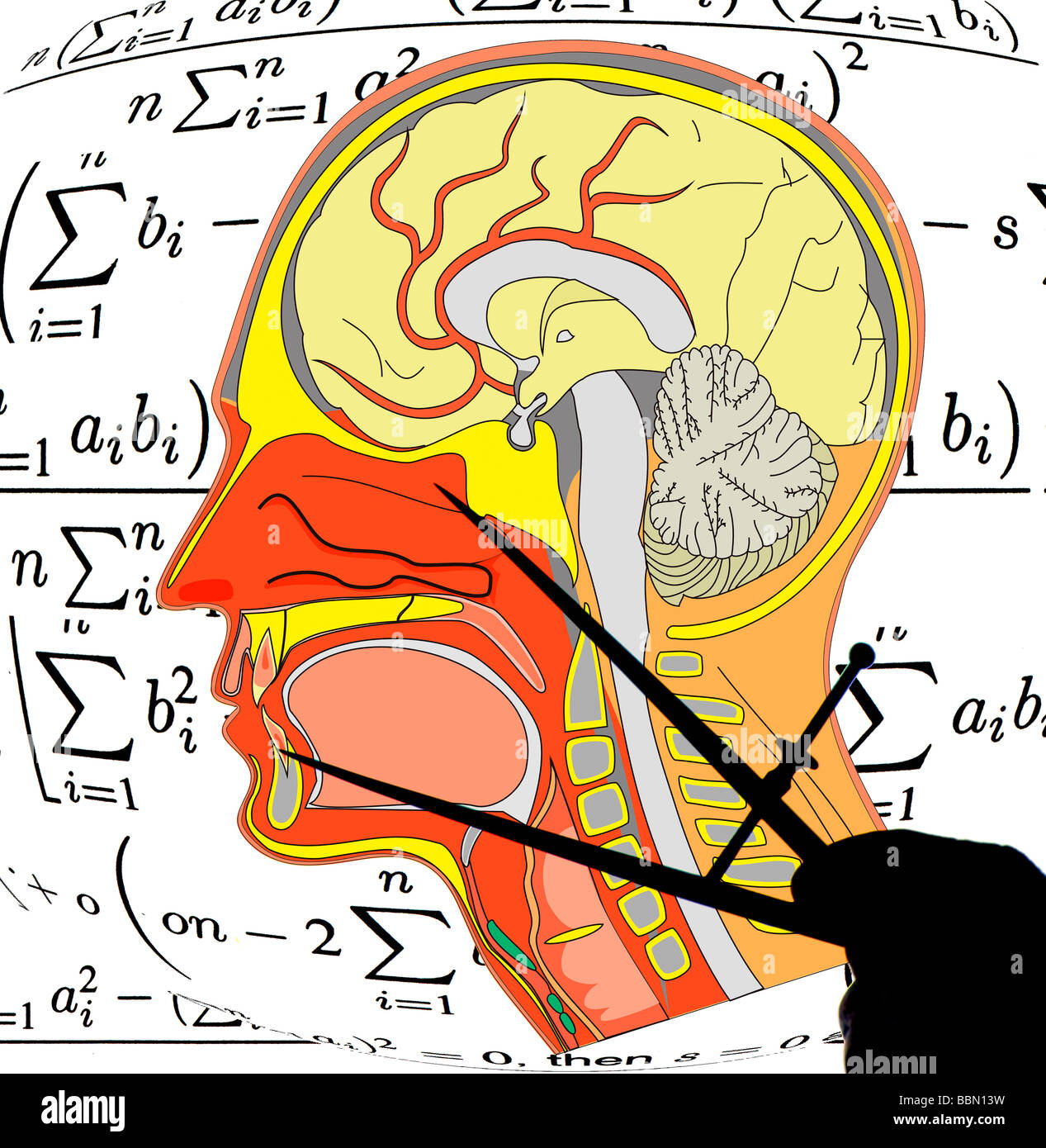 vector illustration of human brain being measured by dividers Stock ...