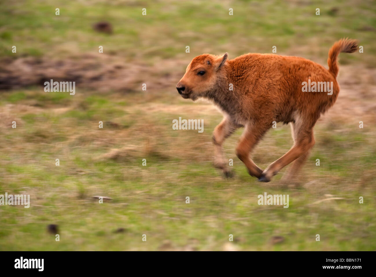 Bison Calf High Resolution Stock Photography and Images - Alamy