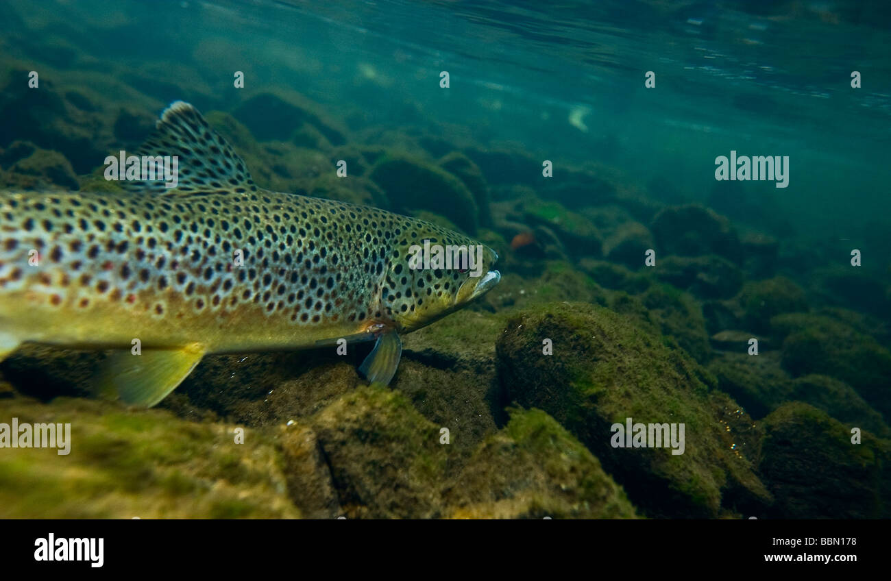 Brown Trout under water Stock Photo - Alamy