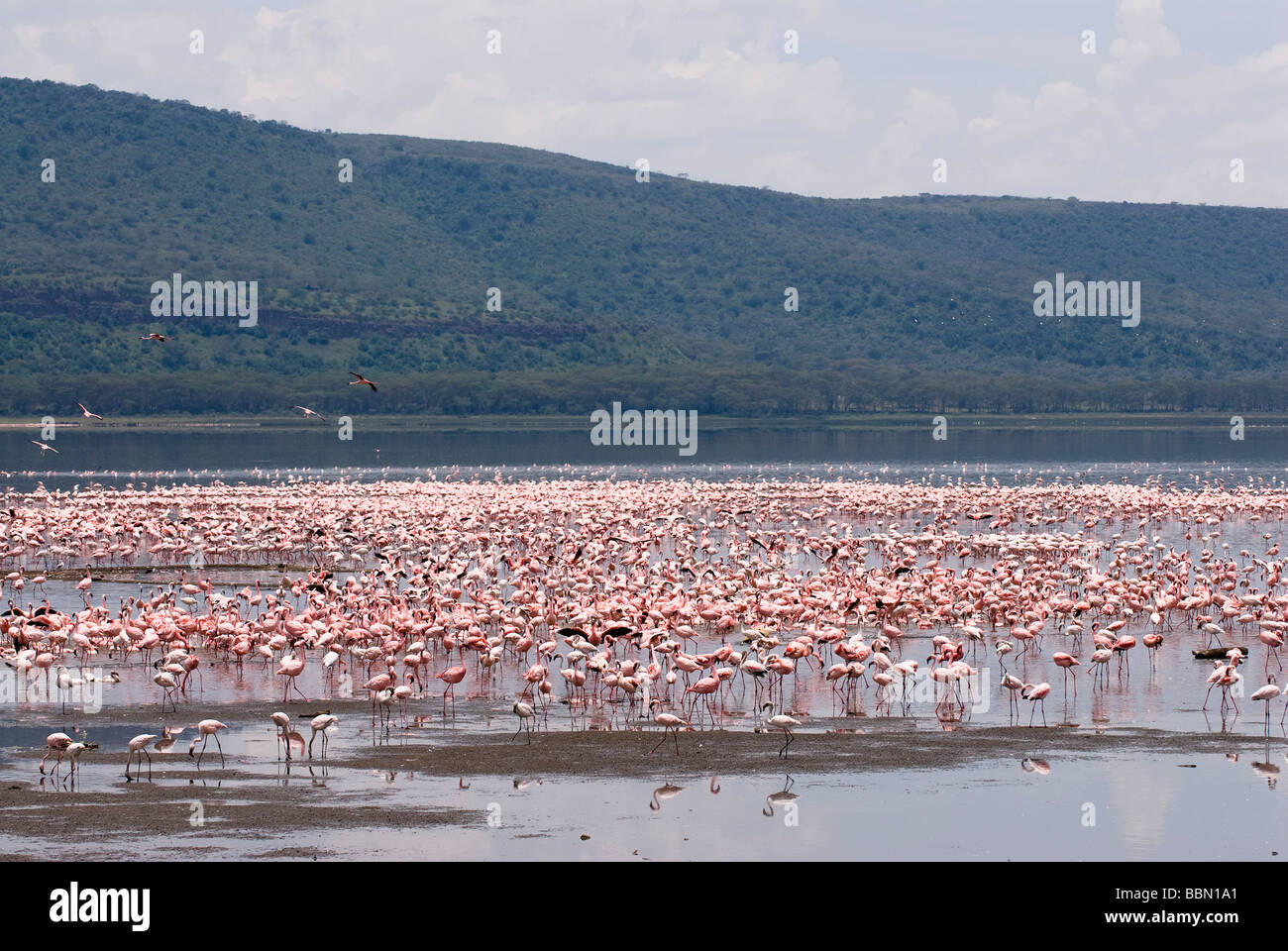 flamboyance of Lesser Flamingos Phoenicopterus minor NAKURU NATIONAL ...