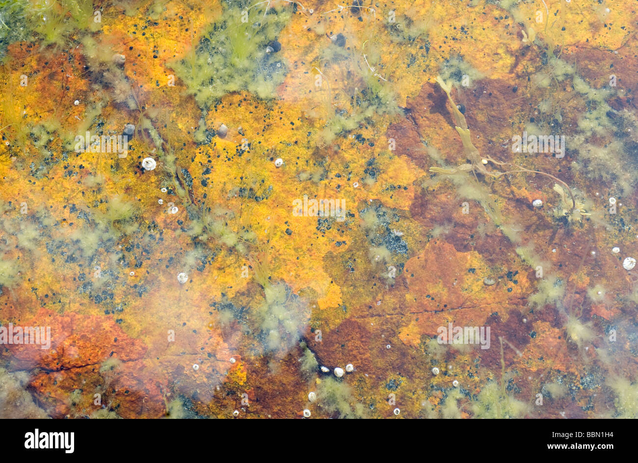 fields of colours made by alges on shallow water, Sweden Stock Photo ...