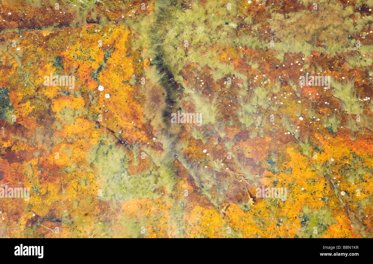 fields of colours made by alges on shallow water, Sweden Stock Photo ...