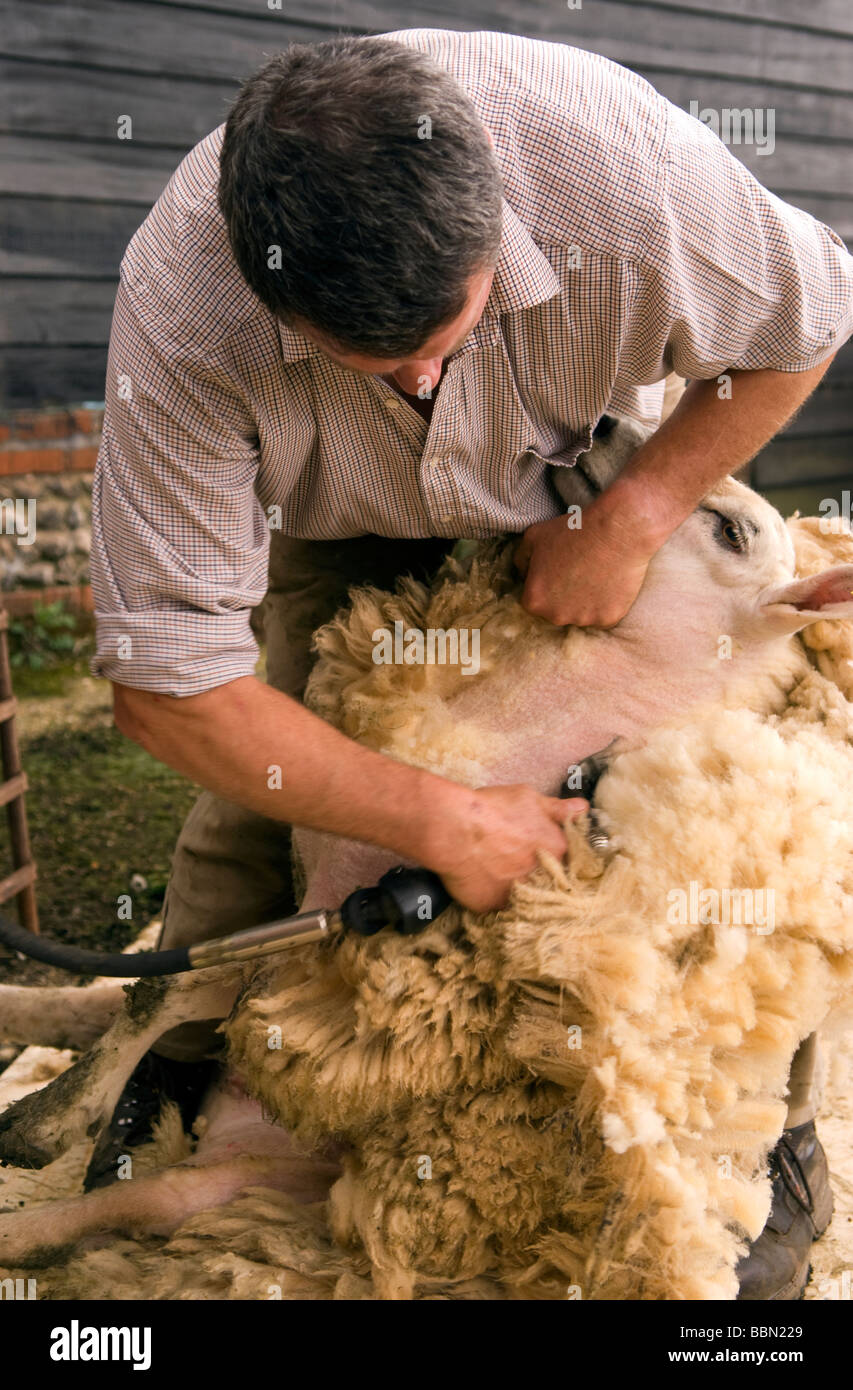 Demonstration of sheep shearing at a farm open day, Cheriton, Hampshire ...