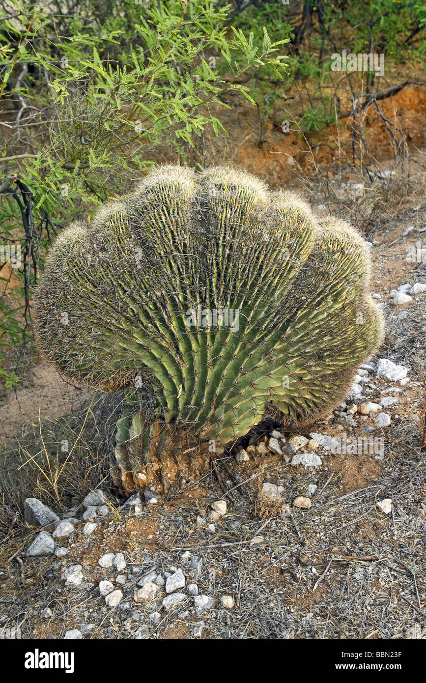 Fishhook barrel cactus hi-res stock photography and images - Alamy