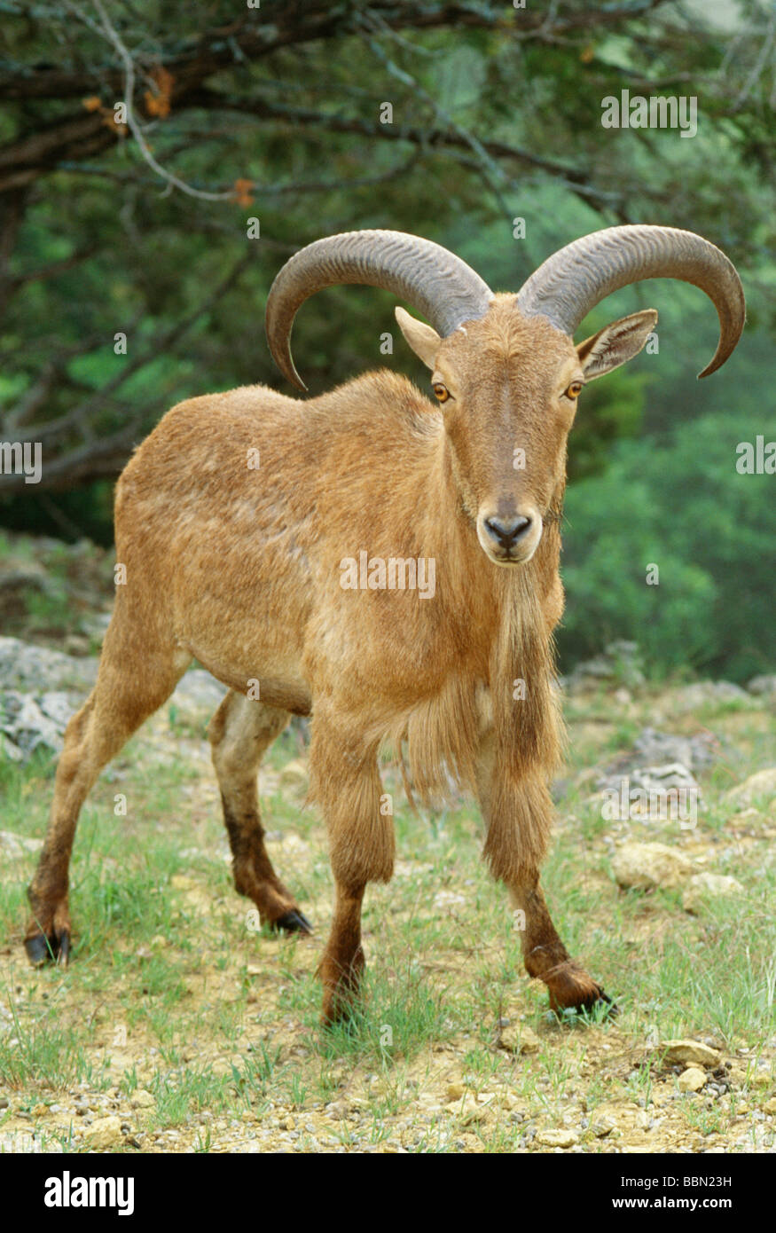 Barbary sheep animal hi-res stock photography and images - Alamy