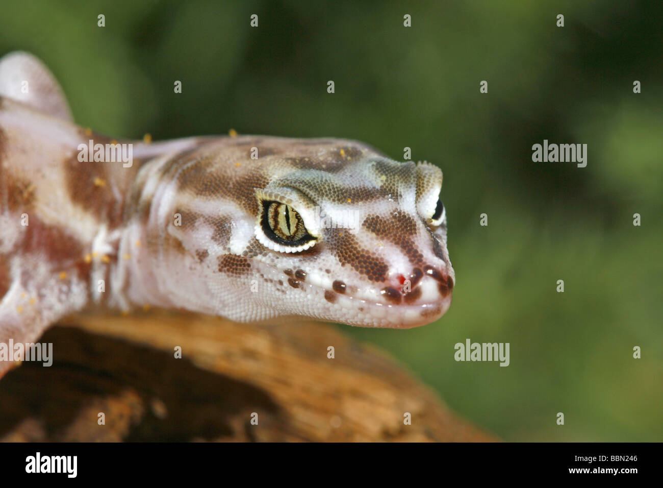 Western Banded Gecko Stock Photo - Alamy