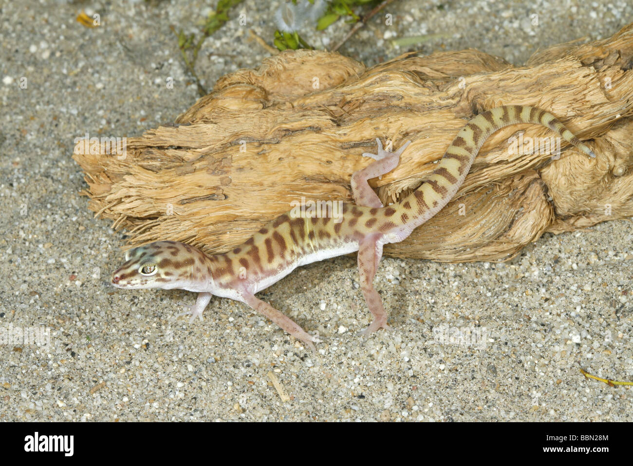 Western banded gecko hi-res stock photography and images - Alamy