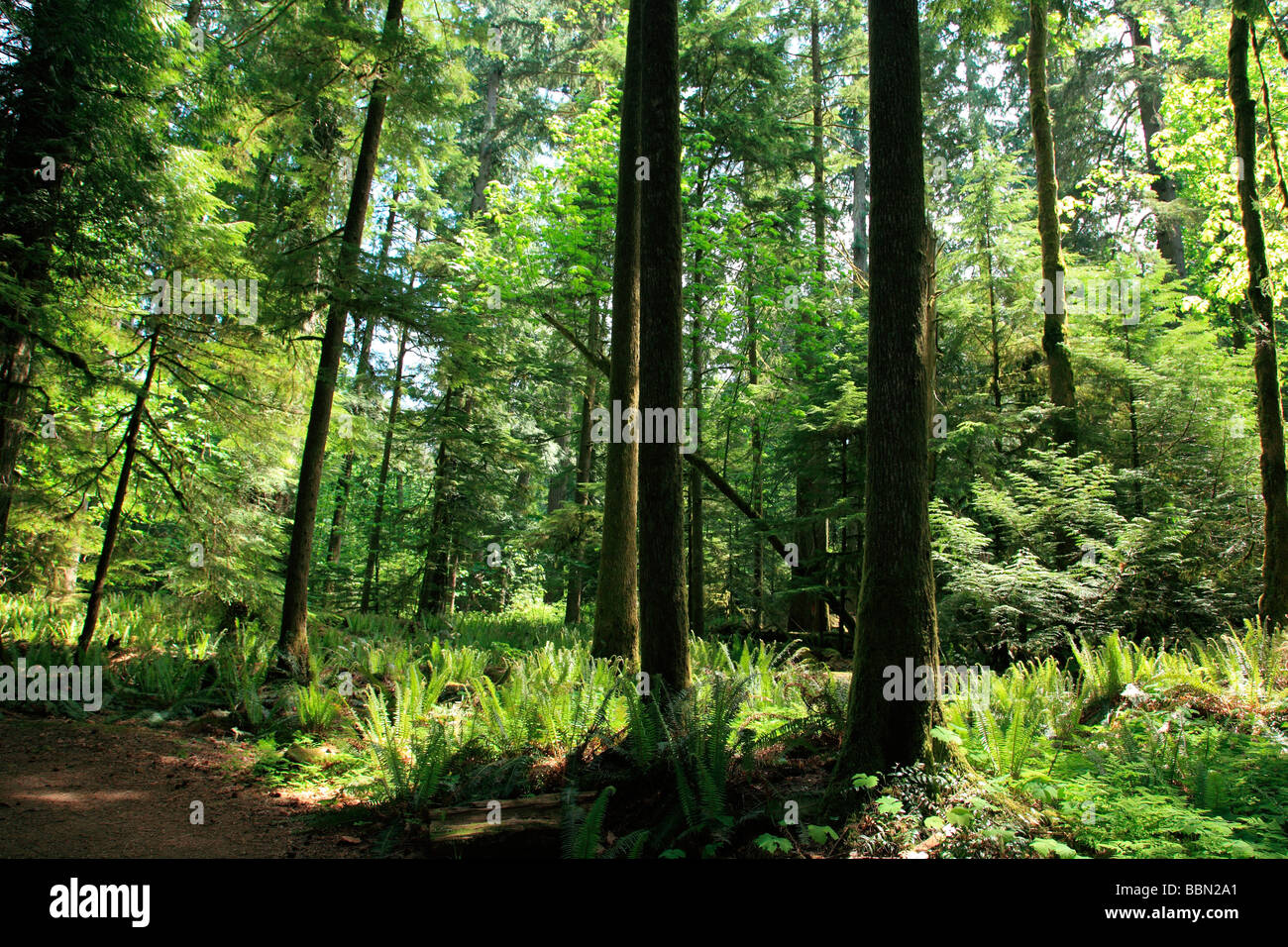 old growth forest Stock Photo - Alamy