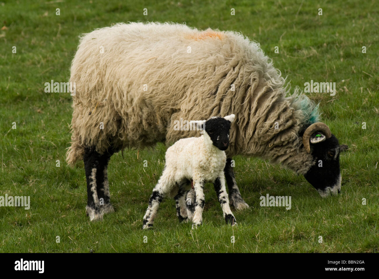 A sheep with a very young lamb Stock Photo - Alamy