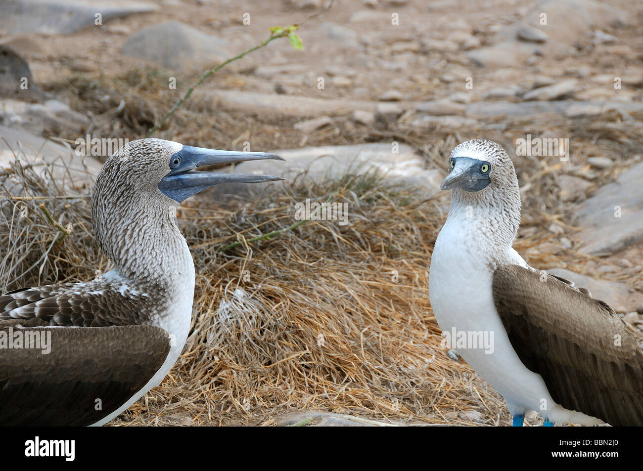 Blue footed booby webbed feet hi-res stock photography and images - Alamy