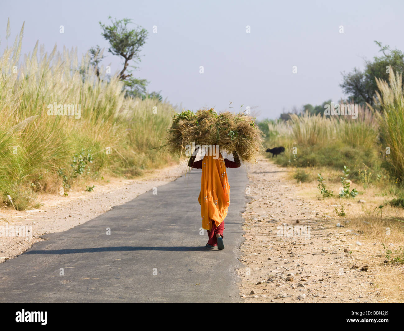 Woman carrying hay on head hi-res stock photography and images - Alamy