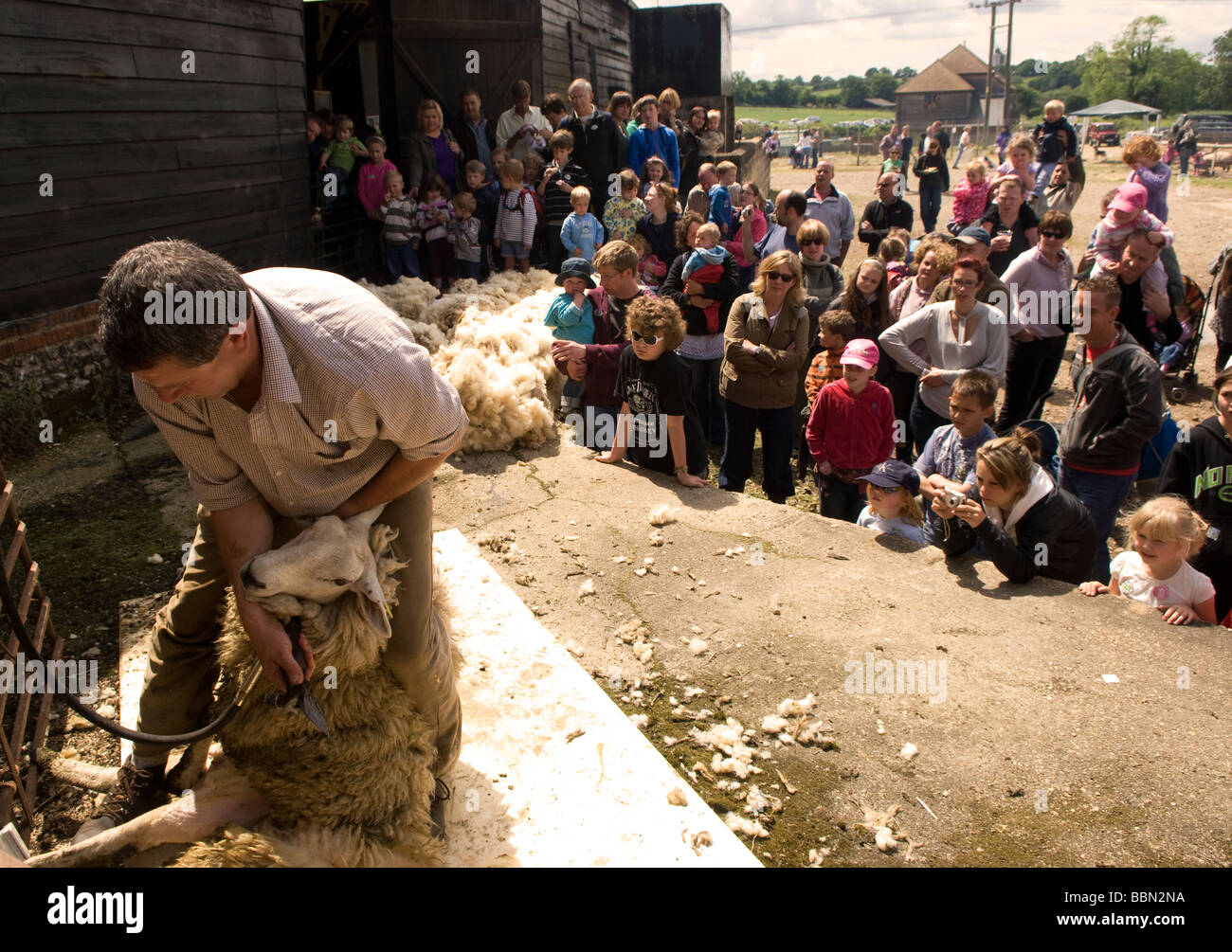 Demonstration of sheep shearing at a farm open day, Cheriton, Hampshire ...
