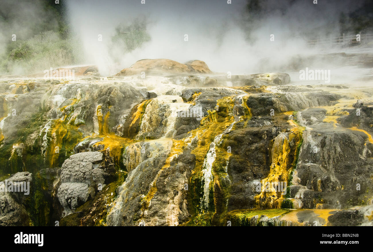 Pohutu Geyser at Whakarewarewa Rotorua New Zealand Stock Photo - Alamy