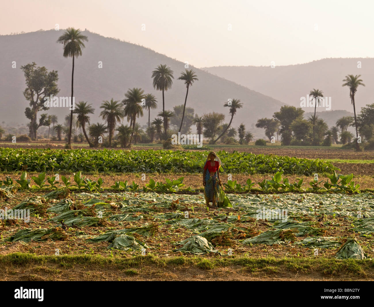 Rajasthan,India;Woman farming in Aravalli Hills Stock Photo - Alamy