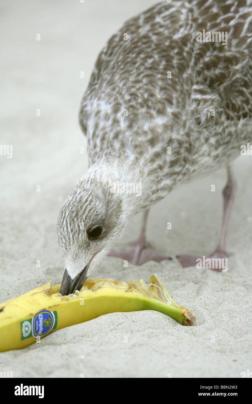Bird eating a banana on the beach Stock Photo - Alamy