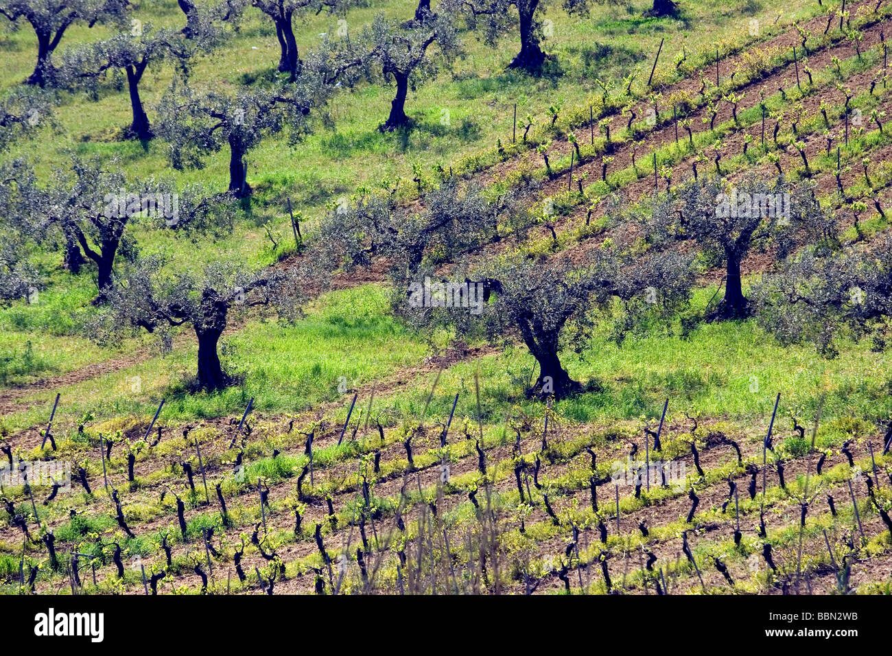 Olive tree groves vineyards farms agriculture Agrigento Province Sicily ...