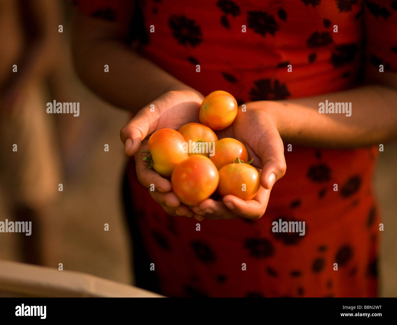 Rajasthan,India;Woman holding handful of tomatoes in Aravalli Hills ...