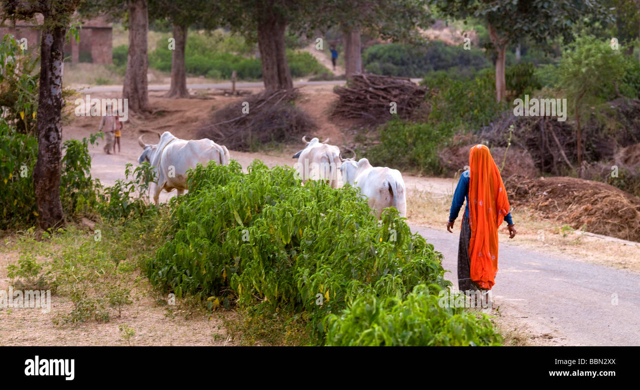 Rajasthan,India;Woman walking behind three horned brahman cown on a ...