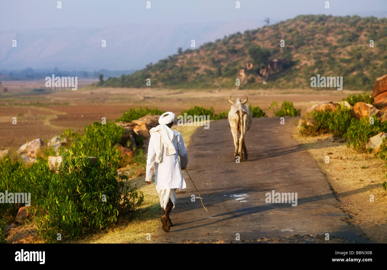 Rajasthan,India;Man walking behind horned brahman cows on a rural road ...
