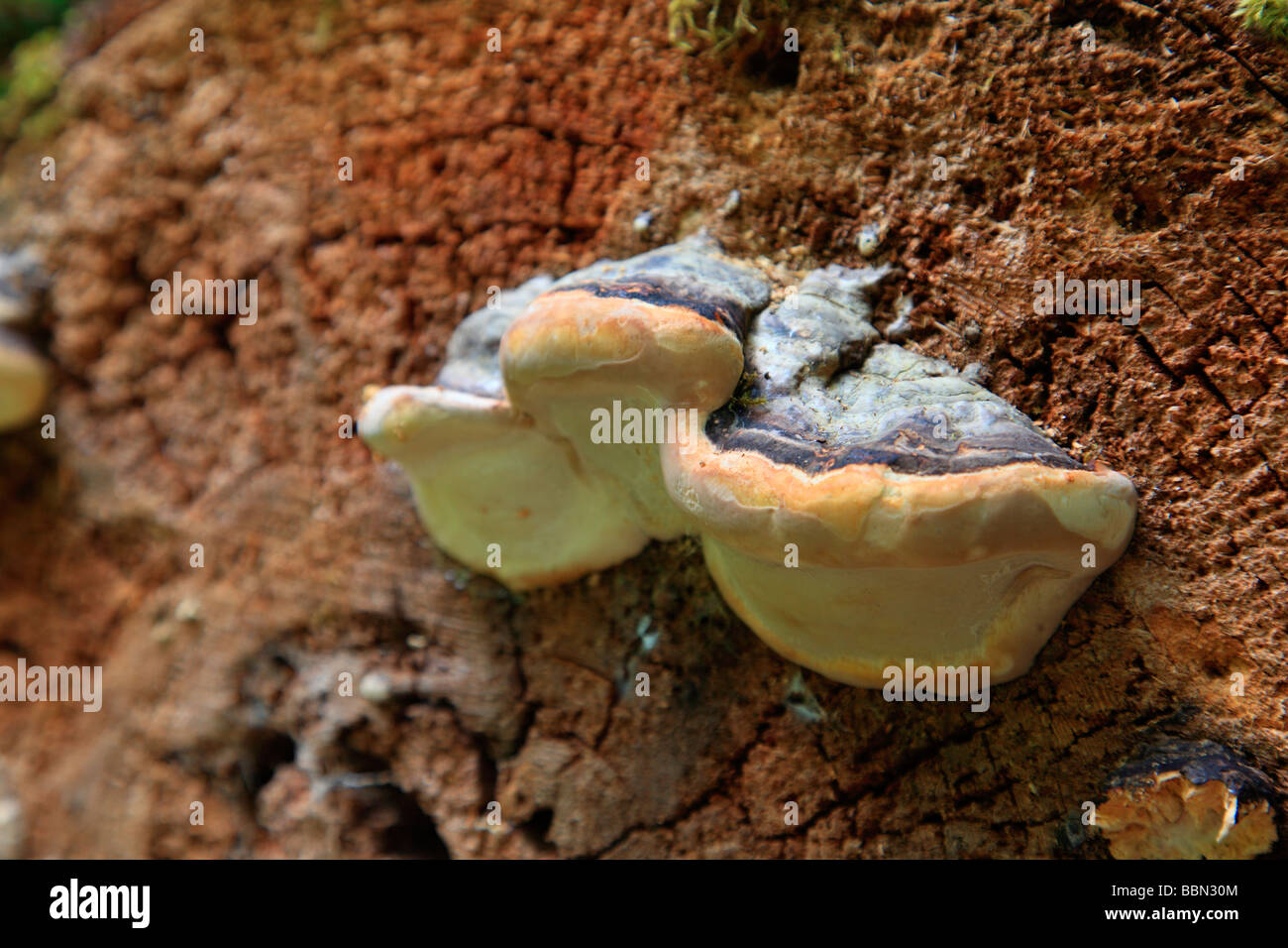 Fungus on fallen tree hi-res stock photography and images - Alamy