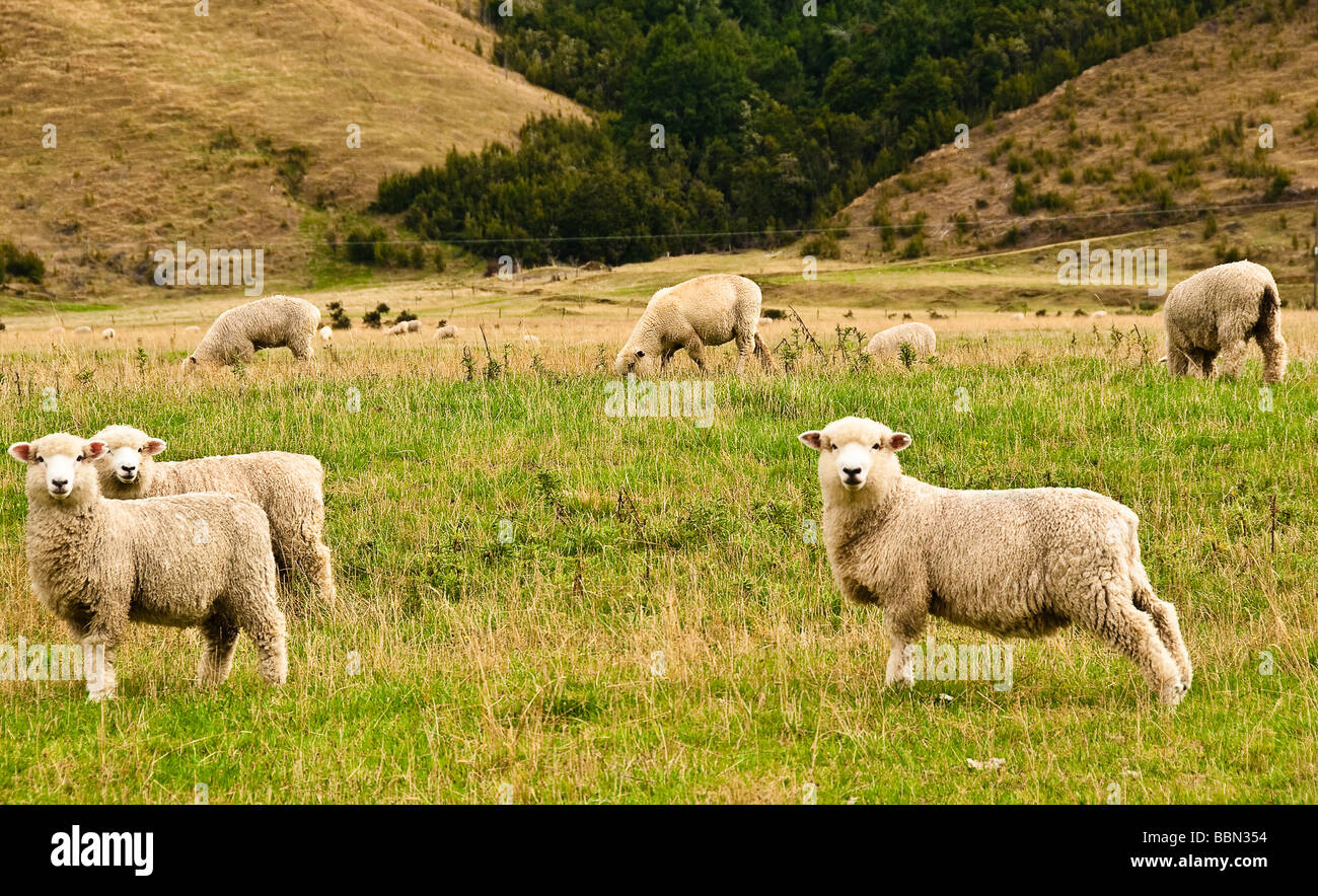 Sheep grazing near Nelson Lakes National Park New Zealand Stock Photo ...